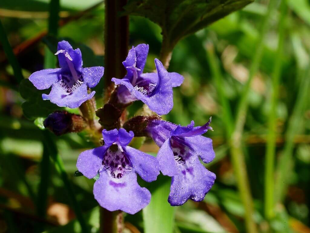 Wieso, weshalb, warum: Gundermann?! - Gundermann & Kinder e.V ...